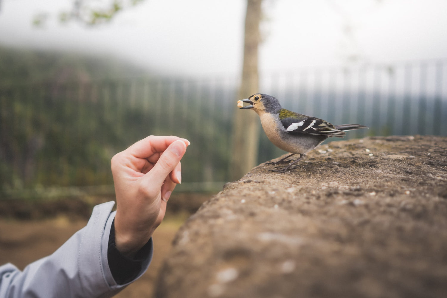 The Complete Guide To Observing Birds In Your Garden | Little Peckers