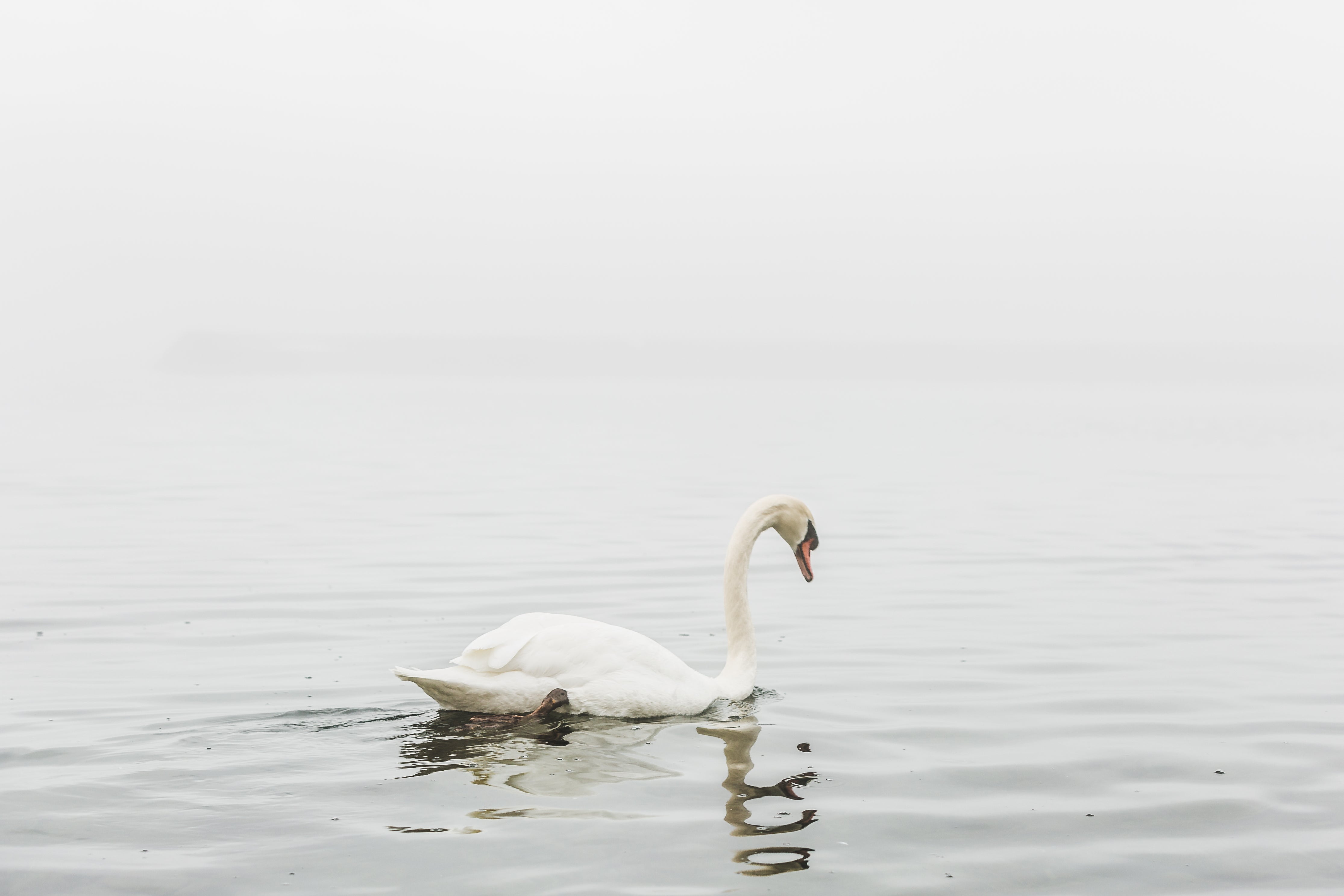 Duck, Swan and Chicken Food – Page 2 – Little Peckers