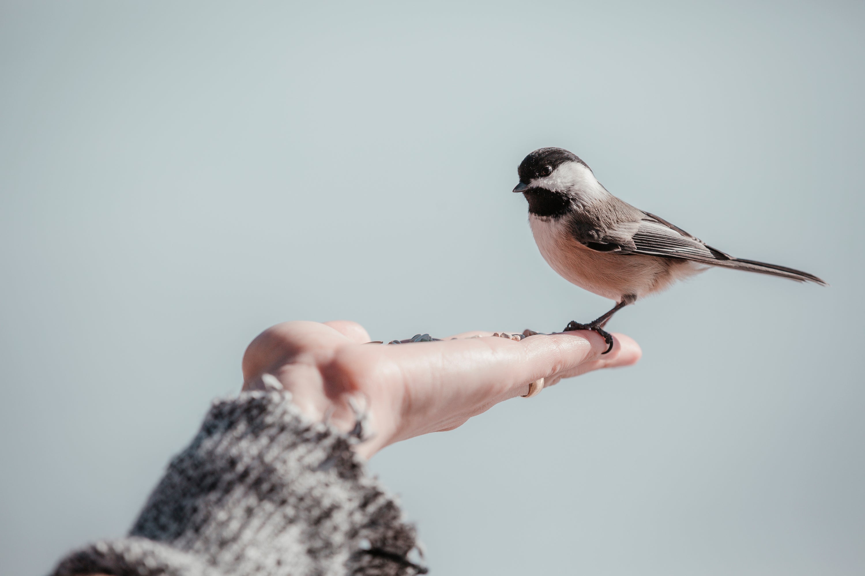 Little Peckers